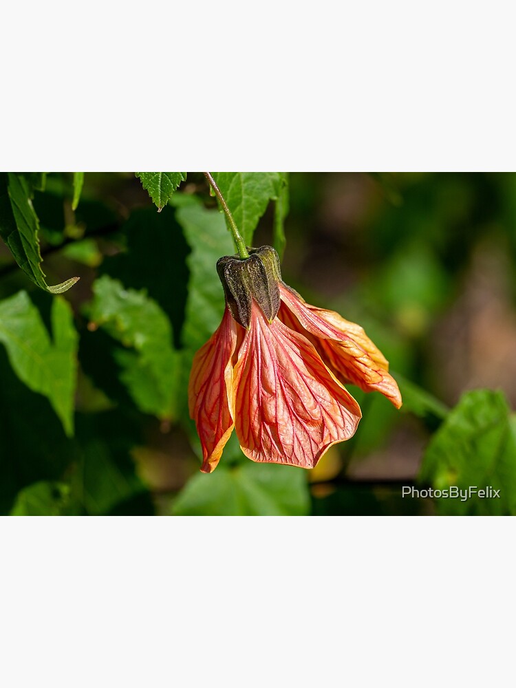 "Abutilon pictum - Red Vein Indian Mallow" Poster for Sale by ...
