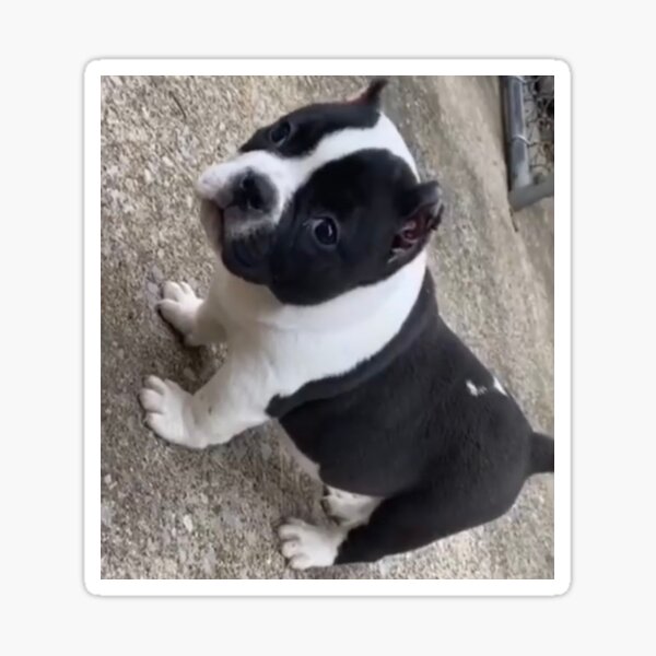 "Cute Bully Pitbull" Sticker for Sale by IveeWRLD | Redbubble