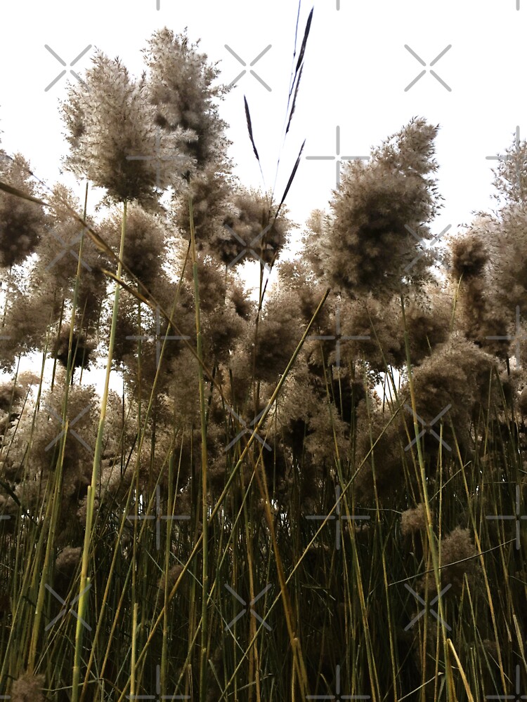 "Fluffy Fall Grasses" Sticker for Sale by lindaleesnaps | Redbubble