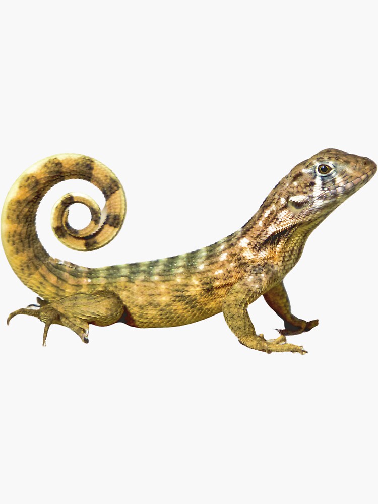 "Sneaky Lizard" Sticker for Sale by RainbowSpinkle | Redbubble