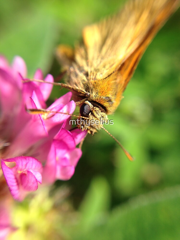 "Fluffy butterfly" Sticker by mthyselius | Redbubble