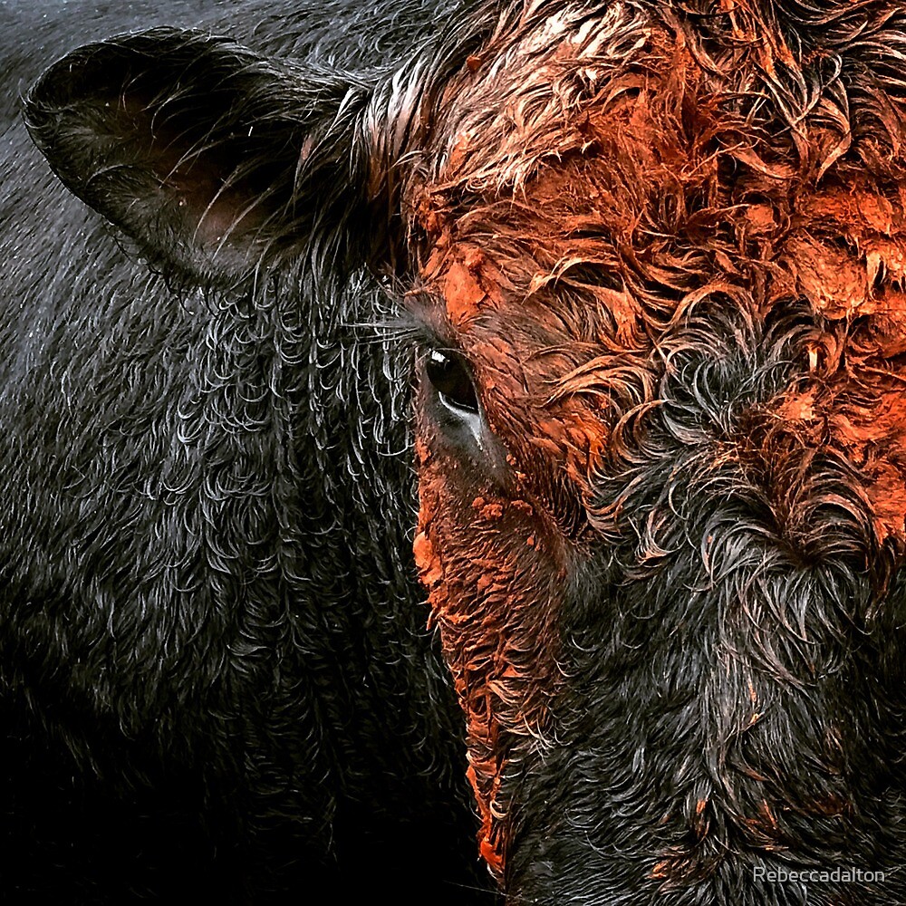 "Hamilton the Angus bull" by Rebeccadalton | Redbubble