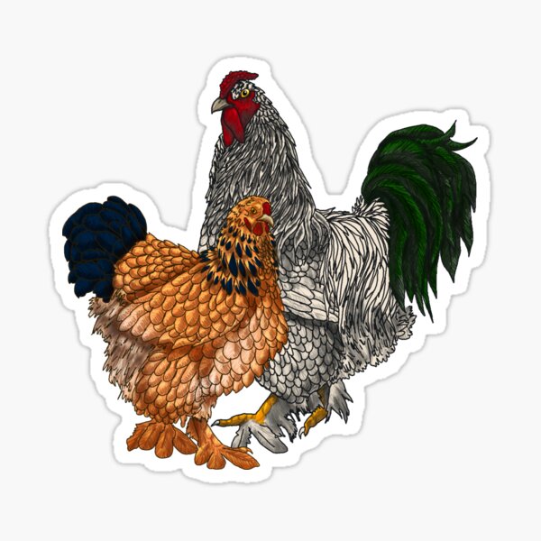 "Brahma pair" Sticker by StudioCorvid | Redbubble
