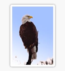 Bald Eagle: Stickers | Redbubble