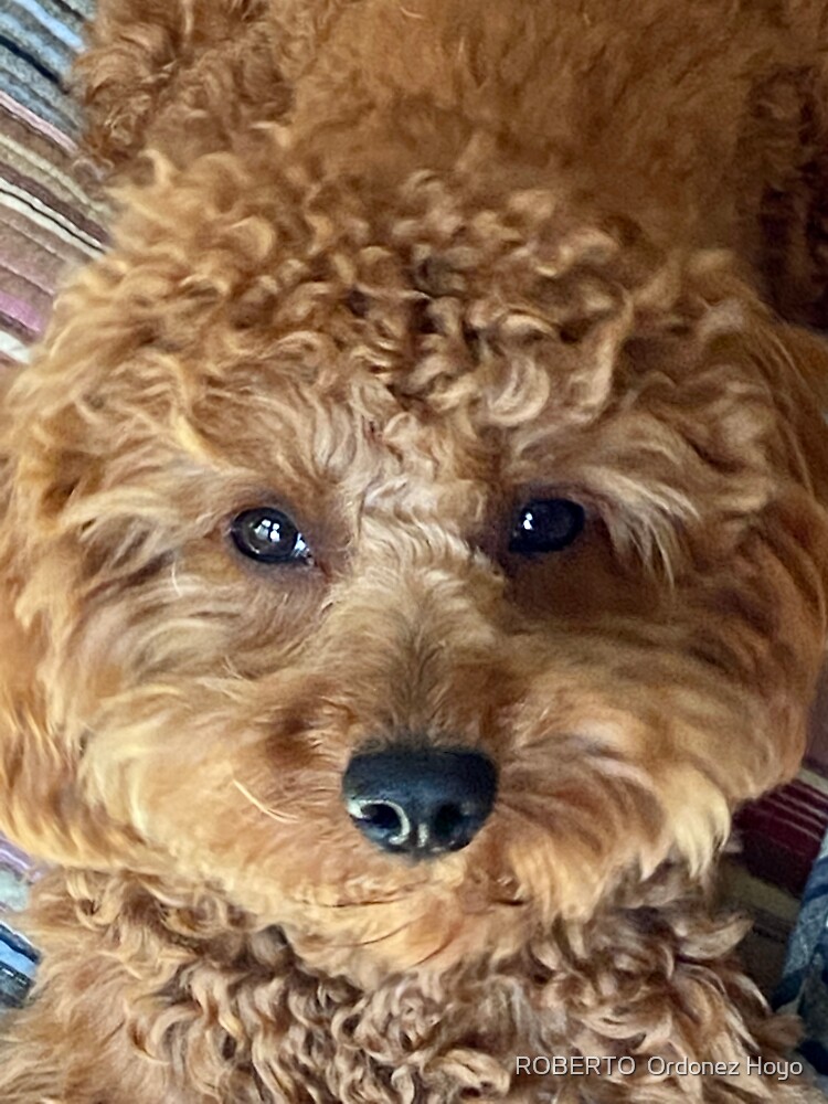 "Jared" Sticker for Sale by BOBBYBABE | Redbubble