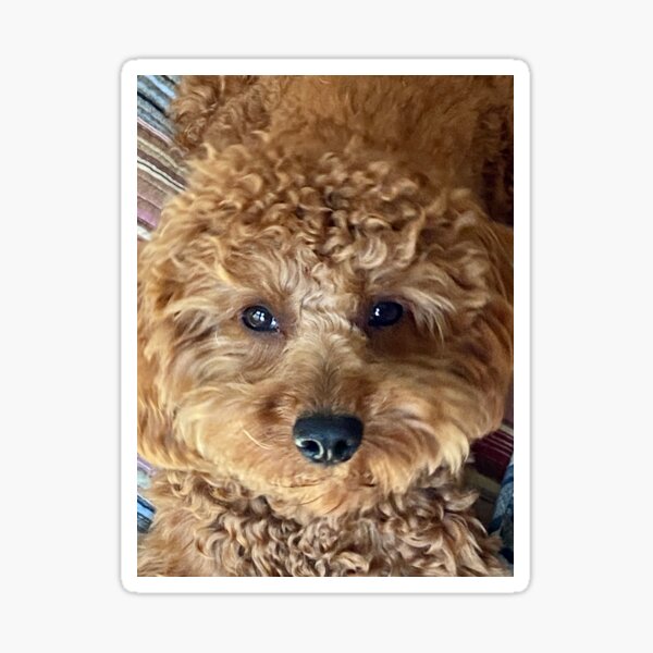 "Jared" Sticker for Sale by BOBBYBABE | Redbubble