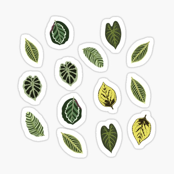 "Leaf Collection" Sticker for Sale by zykydesigns | Redbubble