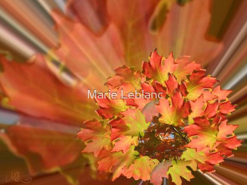 "AUTUMN LEAVES" by Marie Leblanc | Redbubble
