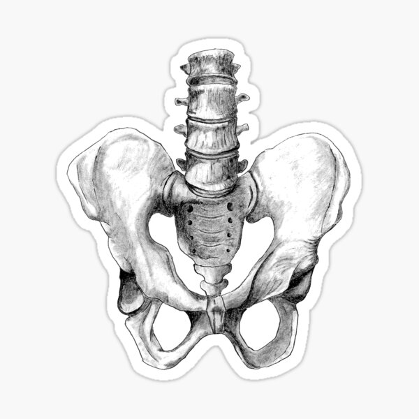 "Hand-drawn pelvis" Sticker for Sale by KinLost | Redbubble