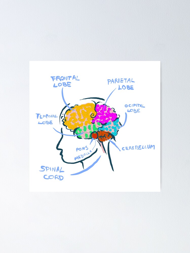"Handmade scientific illustration of the parts of the brain" Poster for ...