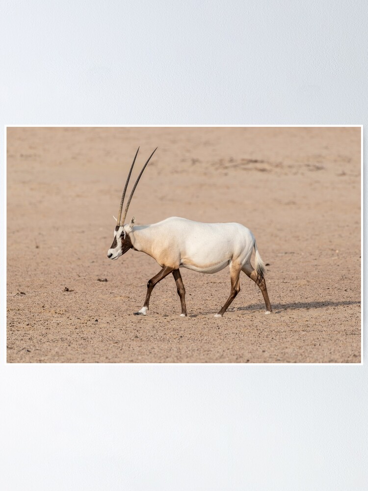 "Oryx walking in the desert" Poster for Sale by stedata | Redbubble