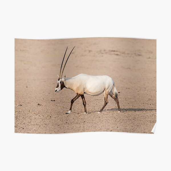 "Oryx walking in the desert" Poster for Sale by stedata | Redbubble