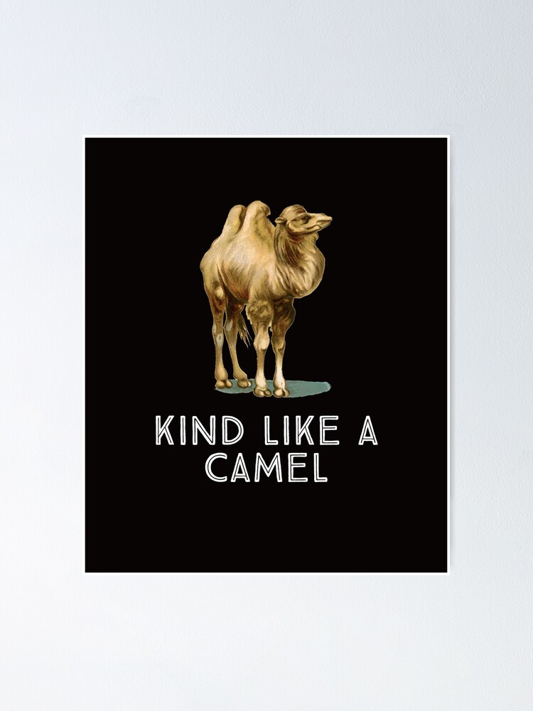 "Kind like a Camel - Funny animals - cool camel" Poster for Sale by ...
