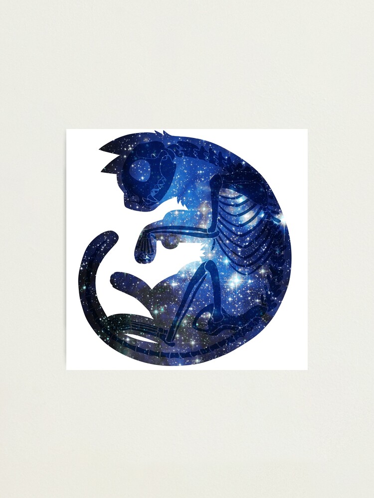 "Star Cat" Photographic Print by wingedwolf94 | Redbubble