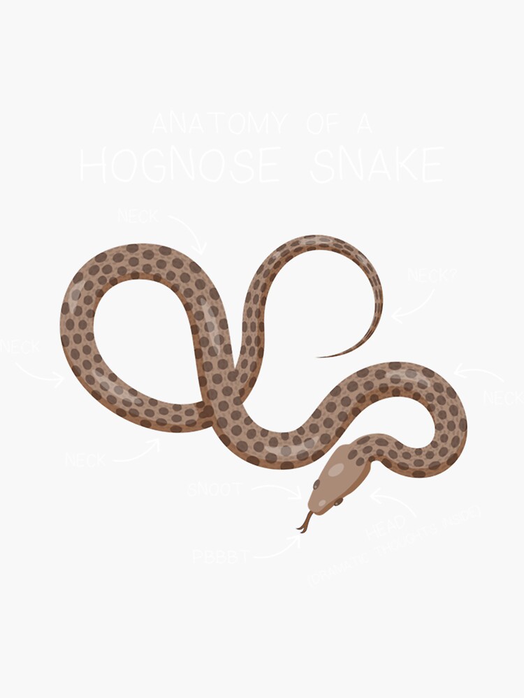 "Hognose Snake Anatomy Inspired Hog Nosed Snake Related Snake Hoodie ...