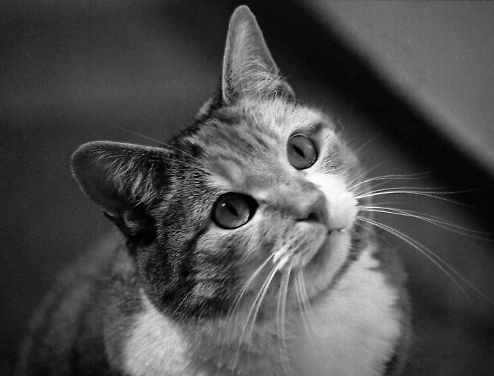 "Maisie" by david malcolmson | Redbubble