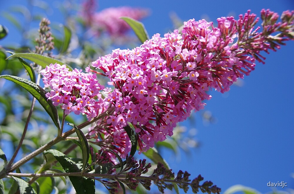 "Buddleia in Flower" by davidjc | Redbubble