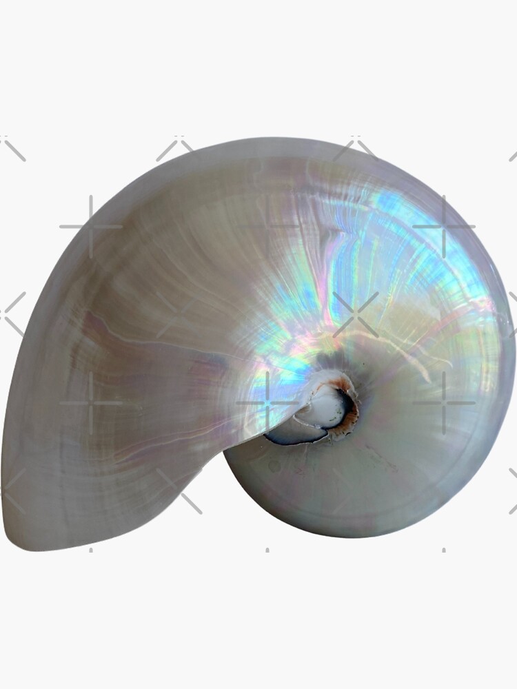"Fibonacci Shell" Sticker for Sale by boomantique | Redbubble