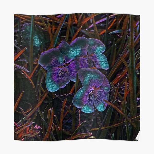 "Wild Violets in Nightshade Blue and Purple" Poster for Sale by ...