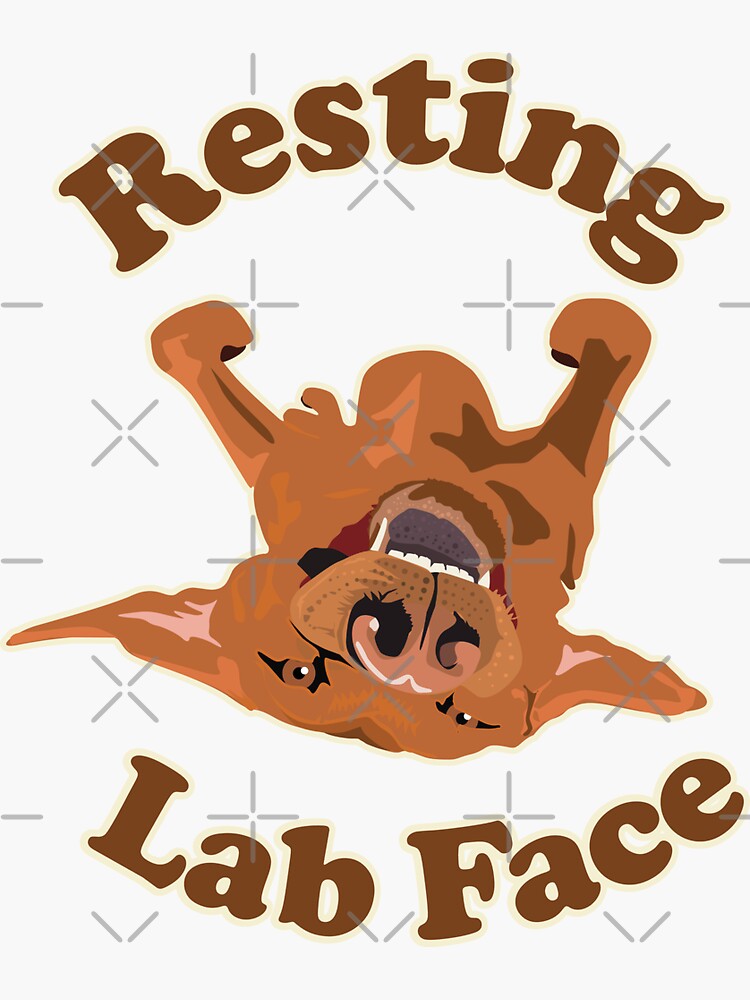 "Resting Lab Face" Sticker for Sale by rampad1 | Redbubble