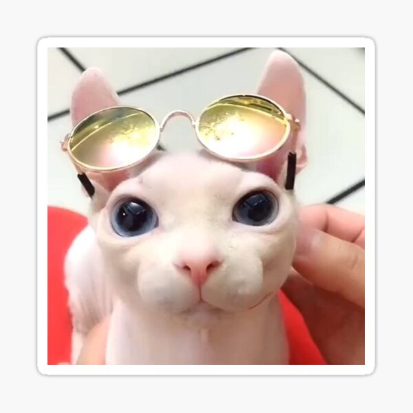 "bingus meme - bingus cat - bingus - bingus my beloved" Sticker for ...