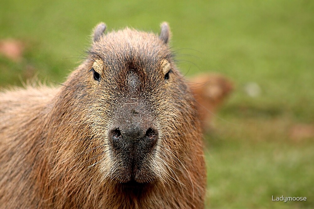 "Portrait of a rather handsome capybara" by Ladymoose | Redbubble