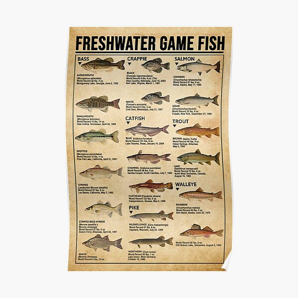 "Freshwater game fish" Poster by Mikeartshop | Redbubble