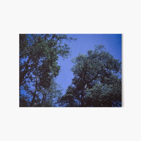"dazecore aesthetic trees blue sky green leaves aesthetic" Art Board ...
