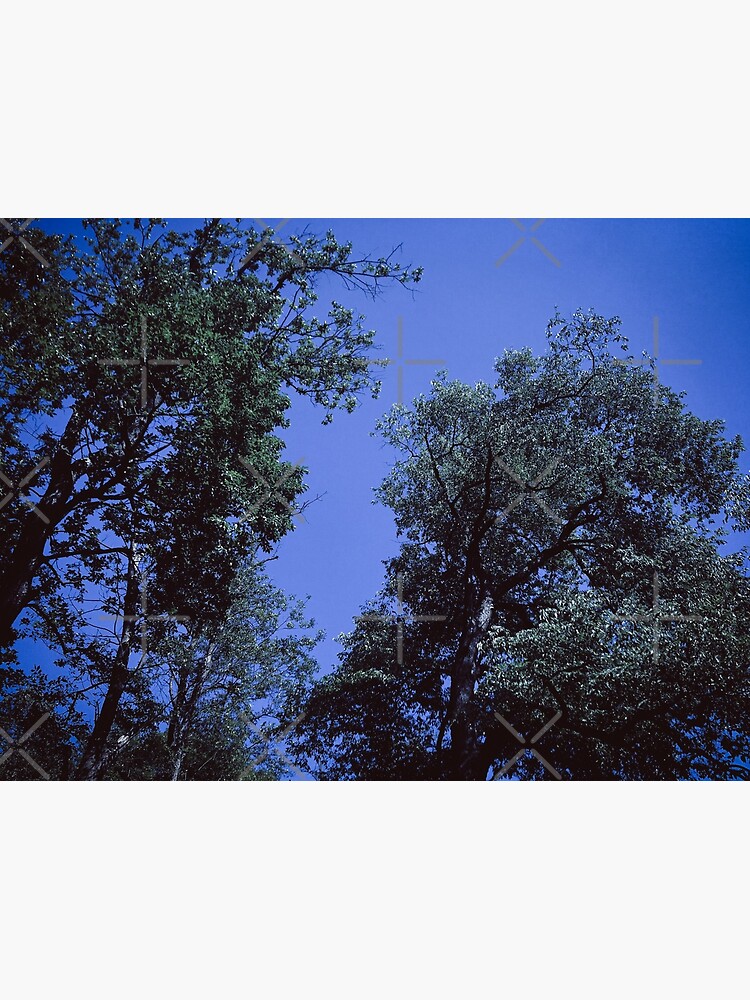 "dazecore aesthetic trees blue sky green leaves aesthetic" Art Print by ...