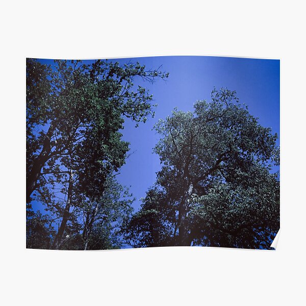 "dazecore aesthetic trees blue sky green leaves aesthetic" Poster by ...
