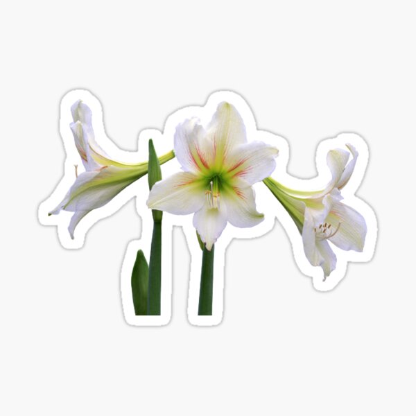 "White Lily" Sticker for Sale by likbatonboot | Redbubble