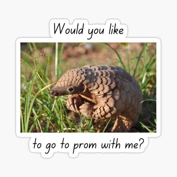 "Would you like to go to prom with me?, baby pangolin meme, Graduation ...