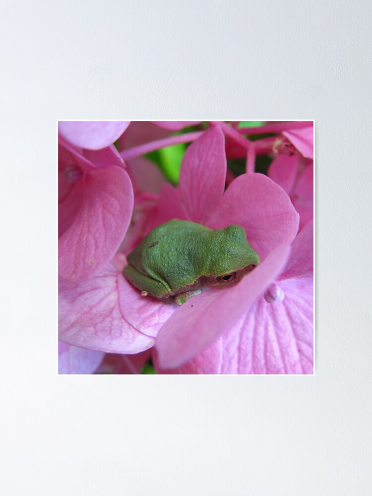 "Green Tree Frog" Poster for Sale by KTulsa | Redbubble