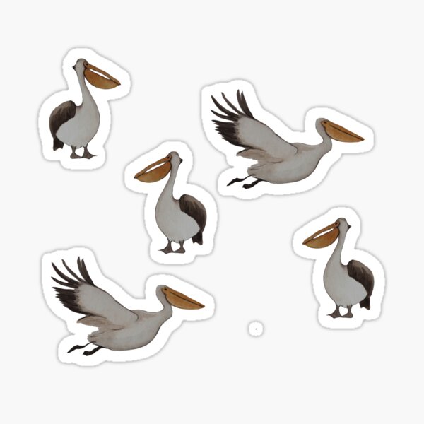 "Flying and Standing hand painted Pelicans " Sticker for Sale by ...