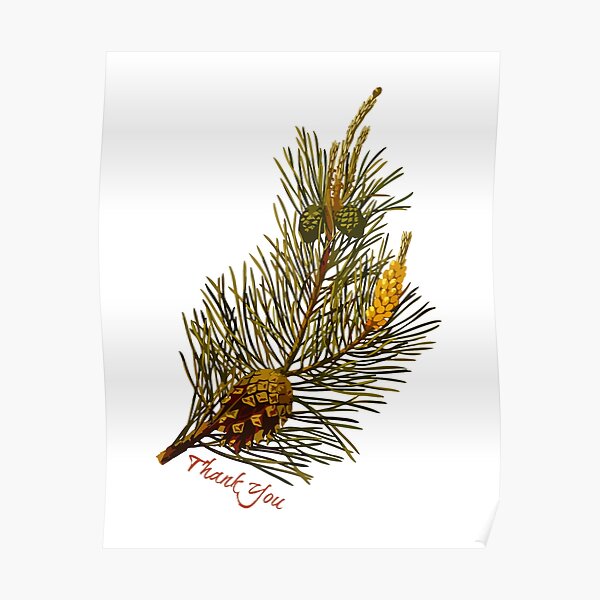 "Thank You Pine Tree Branch" Poster for Sale by EvePenman | Redbubble