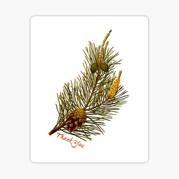 "Thank You Pine Tree Branch" Sticker for Sale by EvePenman | Redbubble