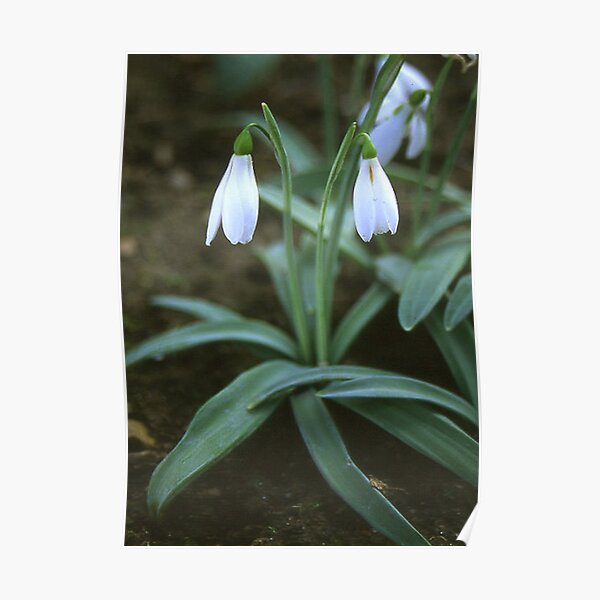 Snowdrop Posters | Redbubble