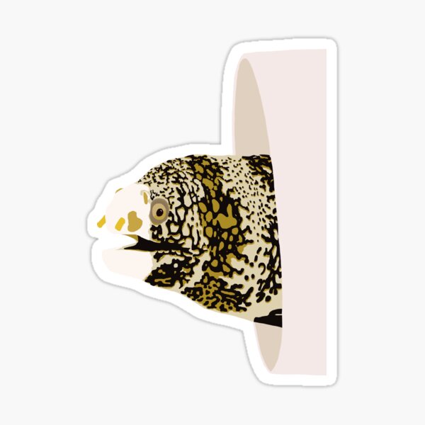 "Snowflake Eel" Sticker for Sale by emarinelife | Redbubble