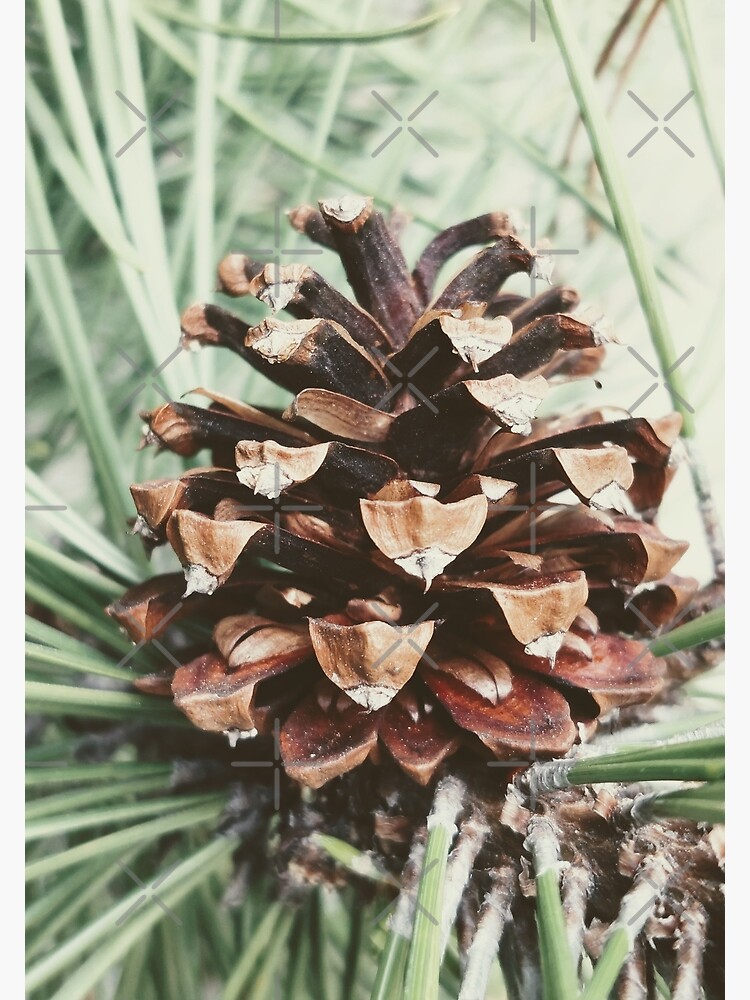 "evergreen cone" Poster for Sale by Sage-studio | Redbubble