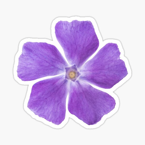 "Violet flower realistic Vinca major blossom" Sticker for Sale by ...