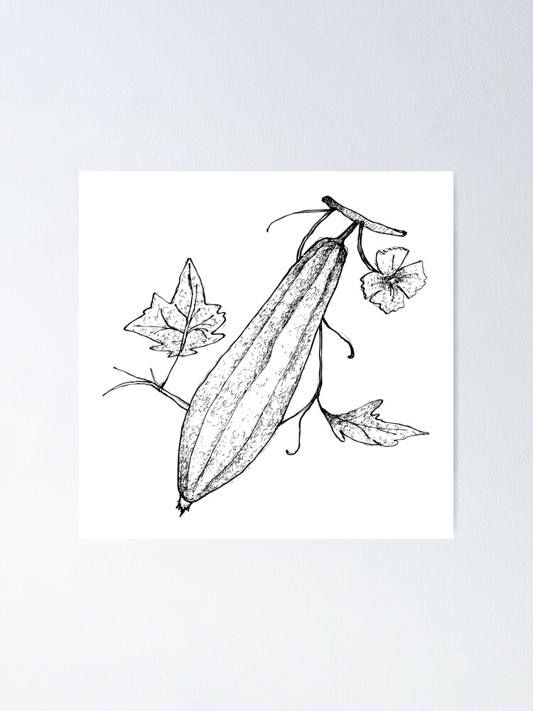 "Hand Drawn of Fresh Green Ridged Gorud" Poster for Sale by Iamnee ...