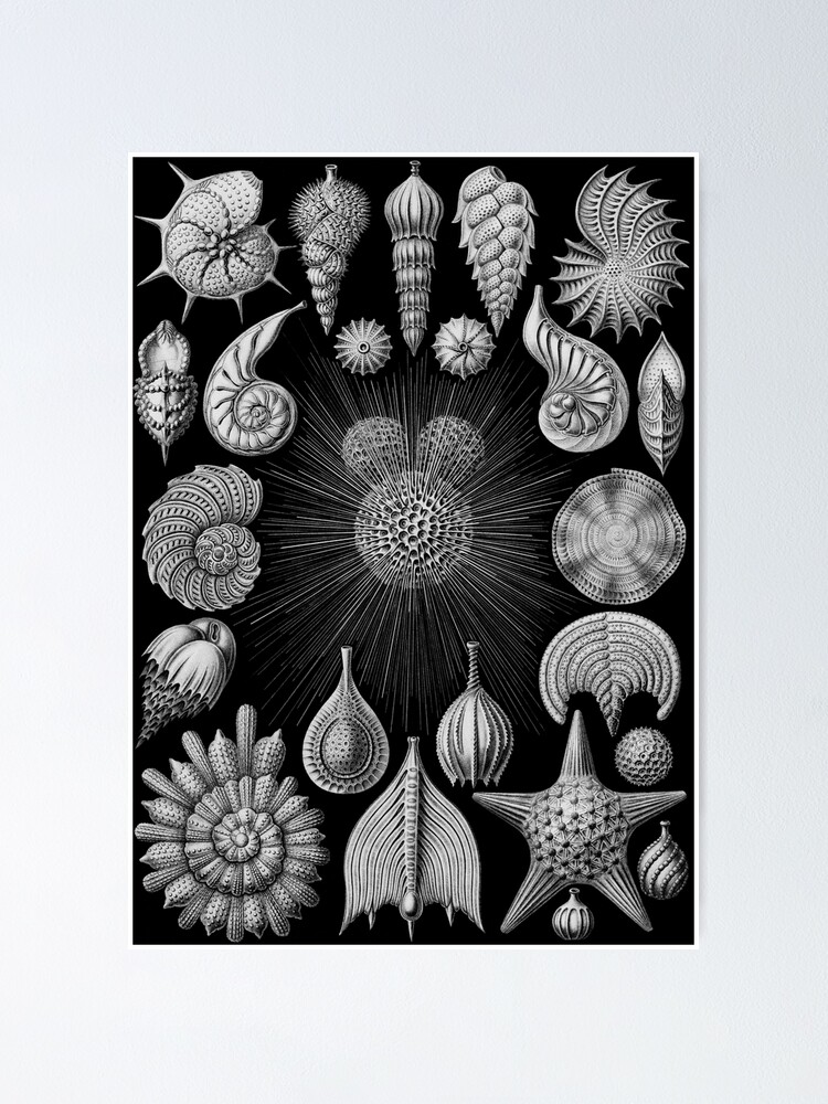 "Forams" Poster for Sale by MoanaWithLove | Redbubble