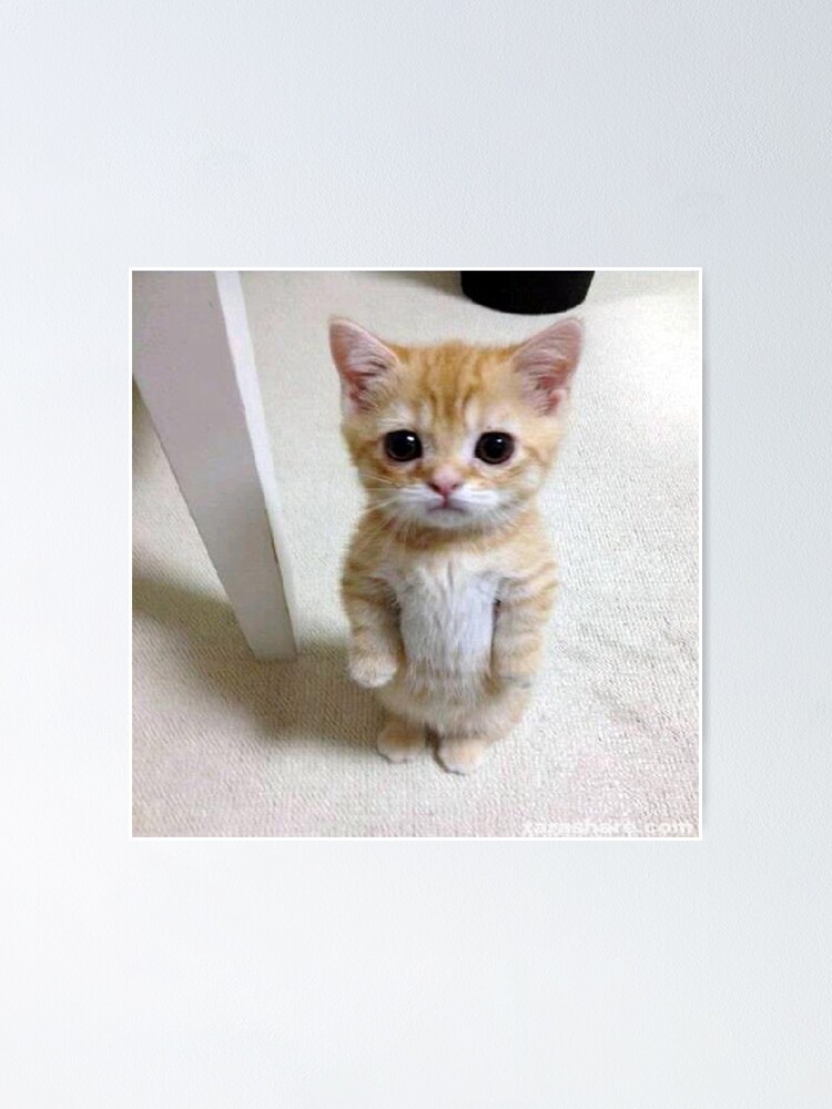 "el gato" Poster for Sale by BetterShop000 | Redbubble