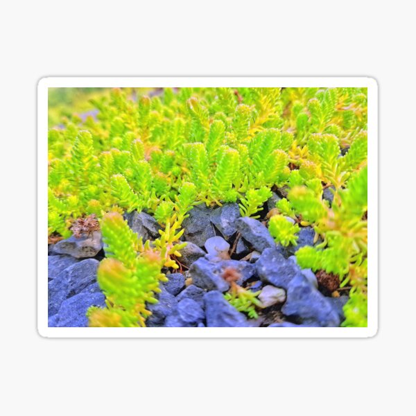 "Wall Pepper On The Rocks" Sticker for Sale by SaschaRichartz | Redbubble