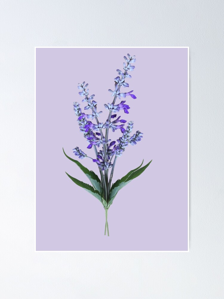 "Sage bouquet, real sage flowers " Poster for Sale by EveryDayDabble ...