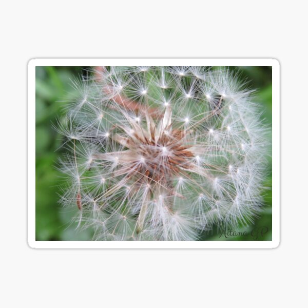 "Dandelion" Sticker by AitanaGP | Redbubble