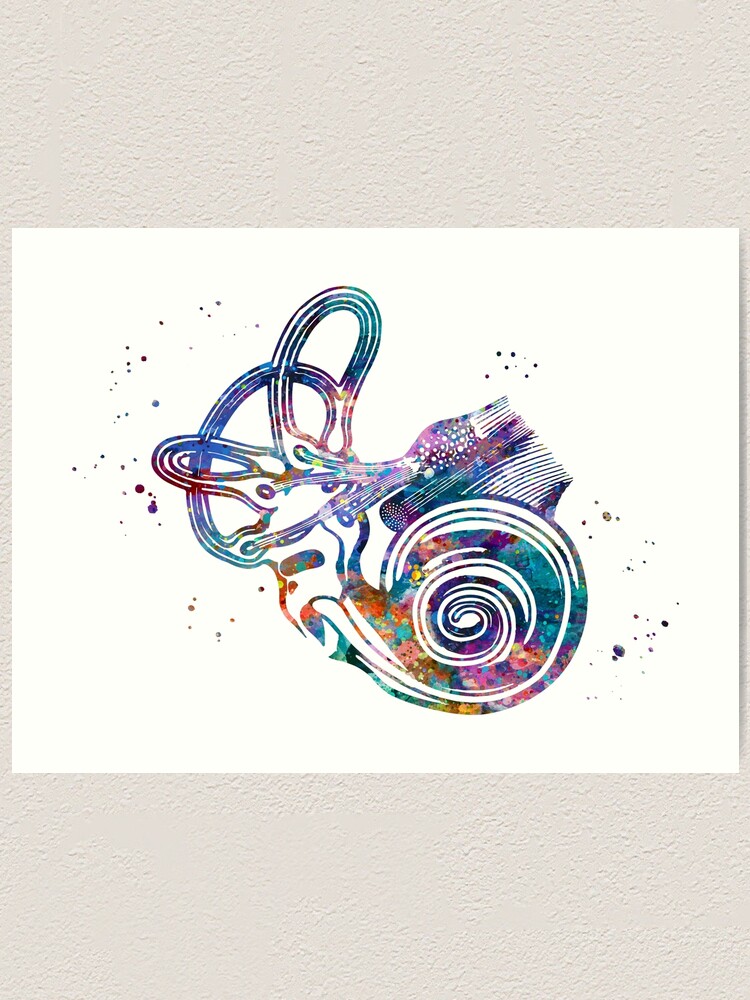 "Ear Anatomy Cochlea and Semicircular Canals" Art Print for Sale by ...