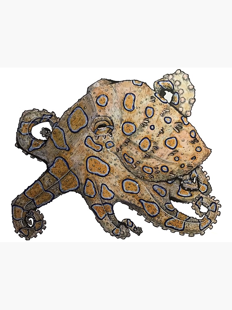 "Blue Ring Octopus " Sticker for Sale by Squishyjasp | Redbubble