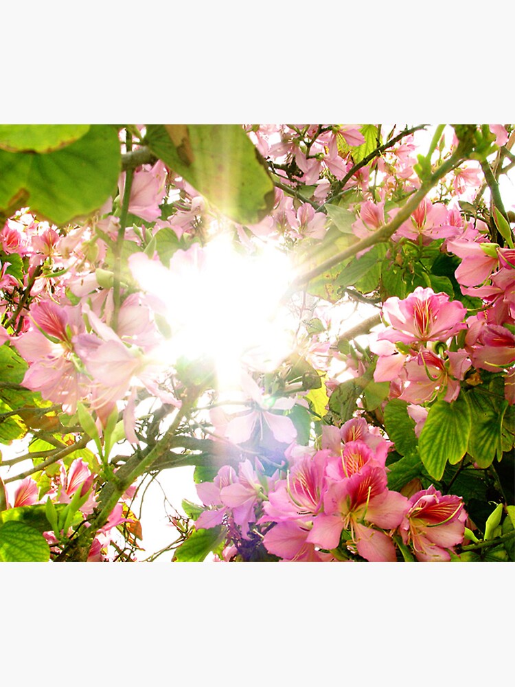"Close up cherry blossom or pink sakura flower with sunbeam" Sticker ...