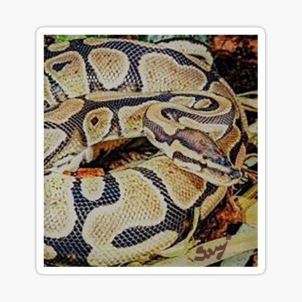 "A venomous snake" Sticker for Sale by sanjunique | Redbubble